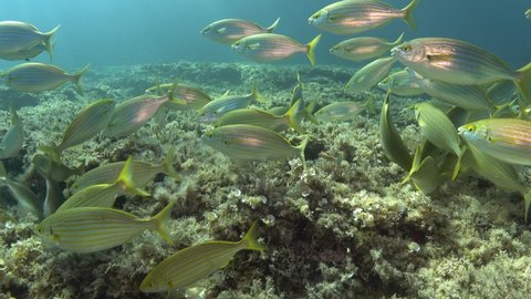Mediterranean Gold Banded Fihs Shoal Shallow Stock Footage Video (100% ...