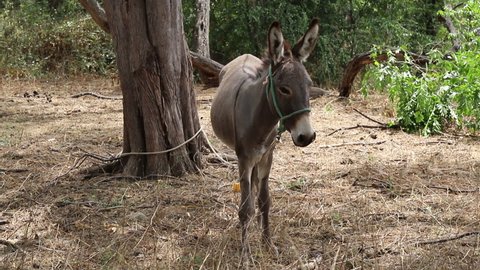 Standing Donkey Tied Tree On Farm Stock Footage Video (100% Royalty ...
