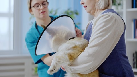 Female Vet Putting Cone Collar On Stock Footage Video (100% Royalty ...