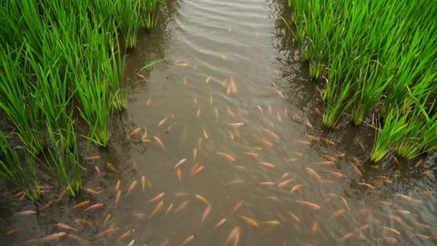 Mina Padi Farming System That Has Stock Footage Video (100% Royalty ...