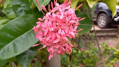 Plant Name Lxora Jungle Geranium India Stock Footage Video (100% ...
