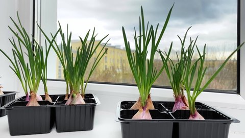 Onion Sprout Planting Room Sprouted Onion Stock Footage Video (100% ...