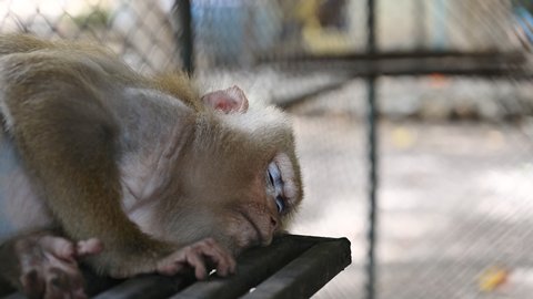 Pigtail Macaque Monkey Stress Lonely Cage Stock Footage Video (100% ...