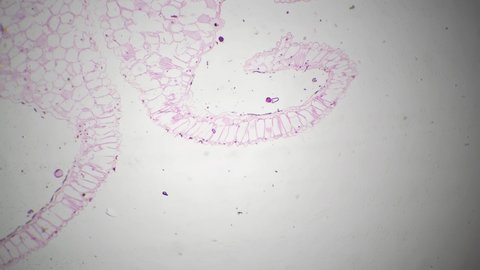 Matuer Anther Lilium Transversal Section Under Stock Footage Video (100 ...