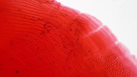 Microscopic Sample 200x Fish Scale Whole Stock Footage Video (100% ...