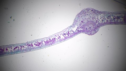 826 Leaf Under A Microscope Stock Video Footage - 4K and HD Video Clips ...