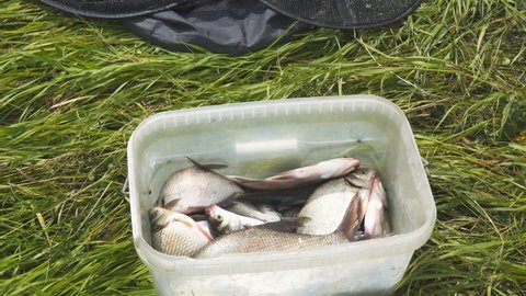 Bream Fish Square Plastic Bucket Breathes Stock Footage Video (100% ...