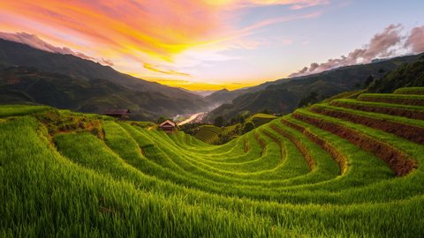 3,123 Vietnamese rice field Stock Video Footage - 4K and HD Video Clips ...