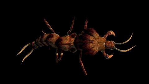 Centipede Run Top View Animation Proress4444 Stock Footage Video (100% ...