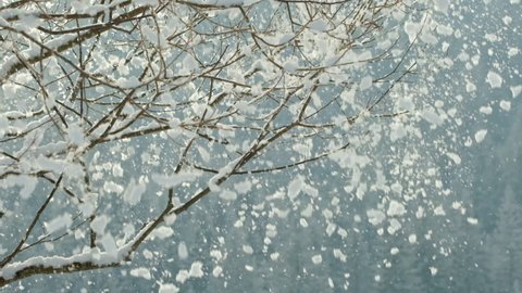Snow Falling Tree Branch After Good Stock Footage Video (100% Royalty ...