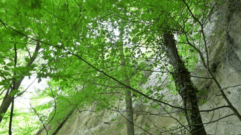 Tilt Down Cliff Face Forest Reveal Stock Footage Video (100% Royalty ...