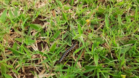 Millipede Walking Meadow Black Millipedes Spiral Stock Footage Video ...