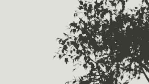 Shadow Wind Tree Leaves On Wall Stock Footage Video (100% Royalty-free ...