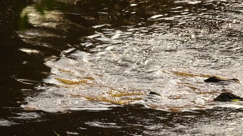 Squirring Water Fast River Near Thresholds Stock Footage Video (100% ...