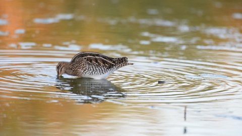 Common Snipe Search Food Shallow Water Stock Footage Video (100% ...