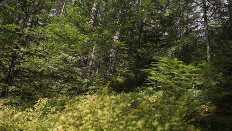 Spruce Conifer Trees Ferns Other Growths Stock Footage Video (100% ...