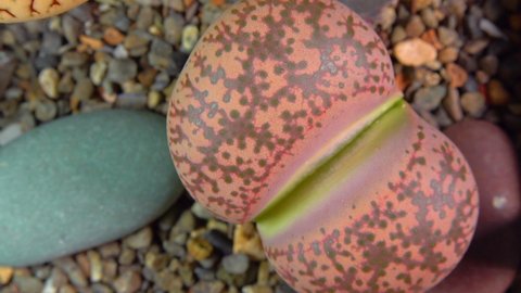 Mesembs Lithops Coleorum South African Plant Stock Footage Video (100% ...