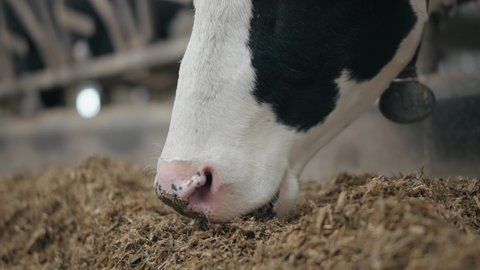 Close Dairy Cows Mouth Eating Hay Stock Footage Video (100% Royalty ...
