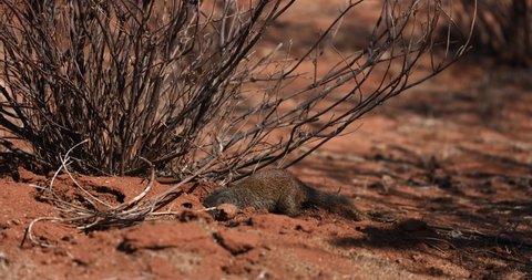 Mongoose Burrows Savannah Stock Footage Video (100% Royalty-free ...