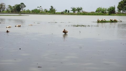 Flock Ducks Swimming Rice Field Full Stock Footage Video (100% Royalty ...