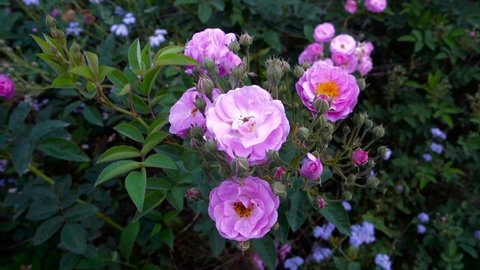 19 Double Delight Flower Stock Video Footage - 4K and HD Video Clips ...