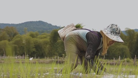 Indigenous Woman Planting Rice Seedlings Paddy Stock Footage Video (100 ...