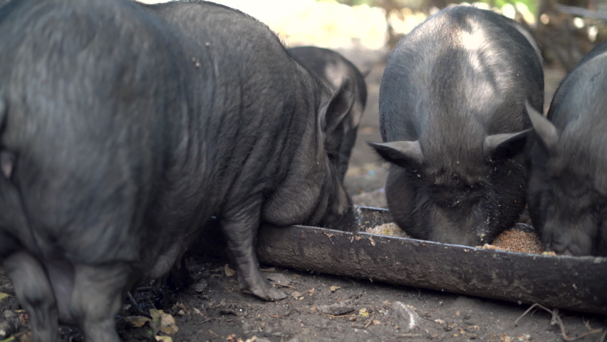 55,279 Pig Stock Video Footage - 4K and HD Video Clips | Shutterstock