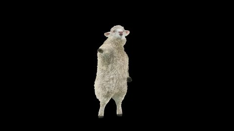 Sheep Dancing Animal 3d Rendering Animation Stock Footage Video (100% ...