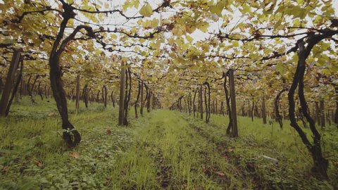 Planting Fruitless Grapes Camera Walking Among Stock Footage Video (100 ...