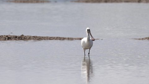 Blackfaced Spoonbill Platalea Minor Standing Paddy Stock Footage Video ...
