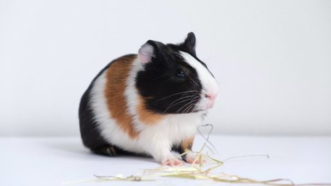 Tricolor Guinea Pig On White Background Stock Footage Video (100% ...