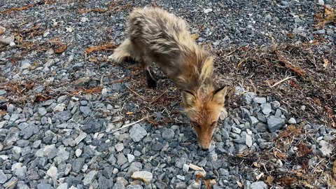 Hungry Thin Red Fox Begging On Stock Footage Video (100% Royalty-free ...
