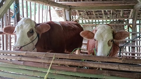 Simmental Cow Sapi Simmental Traditional Farm Stock Footage Video (100% ...