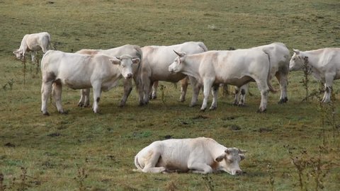 Landscape Charolais Cows Field Burgundy France Stock Footage Video (100 ...