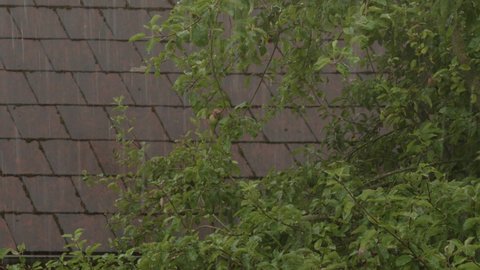 Heavy Rain On Roof Tiles Apple Stock Footage Video (100% Royalty-free ...