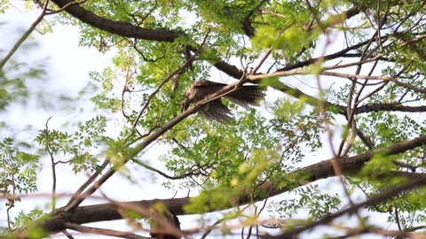 Fight Between Crow Cuckoo Stock Footage Video (100% Royalty-free ...