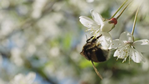 Macro Shooting Bumblebee Pollinating White Flower Stock Footage Video ...