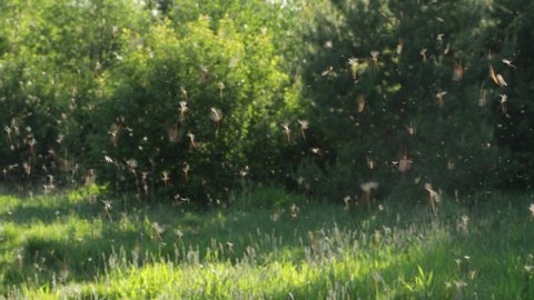 Large Group Mayflies Flying During Breeding Stock Footage Video (100% ...