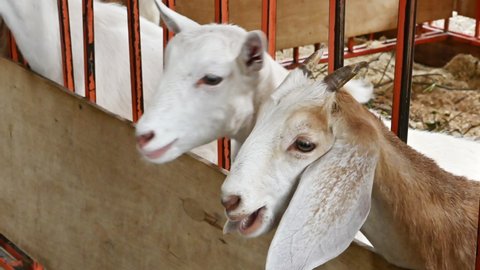 Cute Baby Goats Stuck Heads Through Stock Footage Video (100% Royalty ...