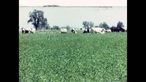 1940s Cows Pasture Crawler Pulls Combine Stock Footage Video (100% ...
