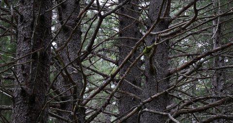 Skagway Alaska Forest Pine Trees Tilt Stock Footage Video (100% Royalty ...