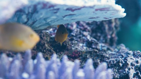 Ambon Damsel Swimming Coral Reef Stock Footage Video (100% Royalty-free ...