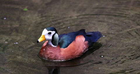 African Pygmy Goose Perching Duck Subsaharan Stock Footage Video (100% ...