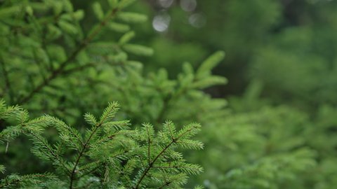 Closeup View Young Spruce Conifer Tree Stock Footage Video (100% ...
