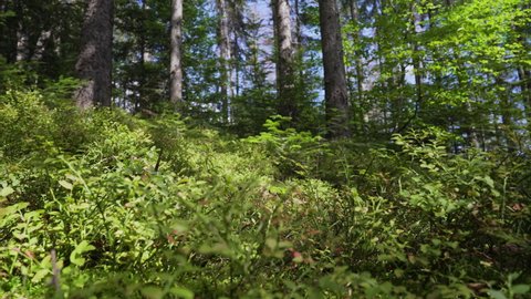 Spruce Conifer Trees Ferns Other Growths Stock Footage Video (100% ...