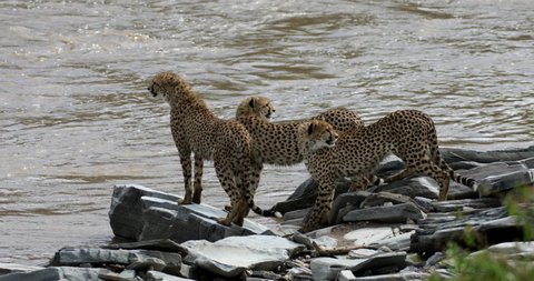Cheetahs Trying Cross River Stock Footage Video (100% Royalty-free ...