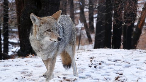 Wild Furry Wolf Gray Coyote Grey Stock Footage Video (100% Royalty-free ...