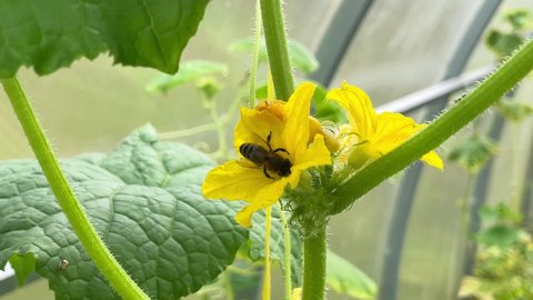 Cucumber Garden Pollination Cucumber Flowers Garden Stock Footage Video ...