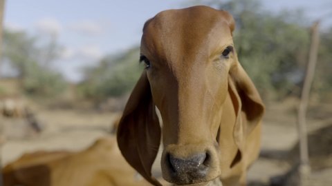Close Brown Gyr Cattle Long Pendulous Stock Footage Video (100% Royalty ...