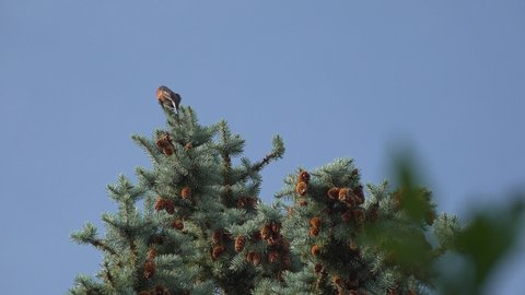 Robin On Top Large Spruce Tree Stock Footage Video (100% Royalty-free ...